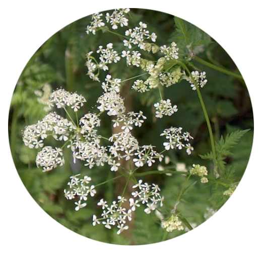Cow Parsley Seed - Anthriscus sylvestris - YSJ SEEDS