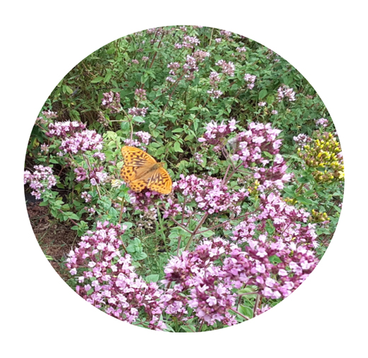 General Purpose Native Wildflower Grass Meadow Seed Mix - YSJ SEEDS