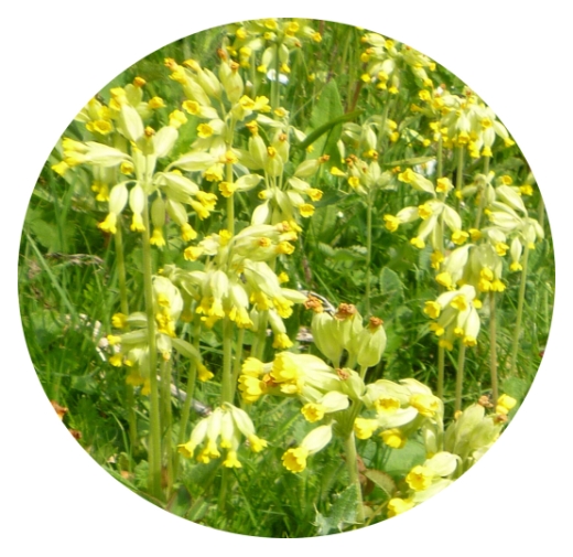 Downland Native Wildflower Meadow And Grass Seed Mix - YSJ SEEDS